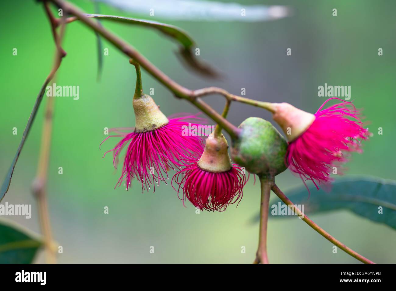 Australian native Eucalyptus Leucoxylon Rosea tree large pink blossom ...