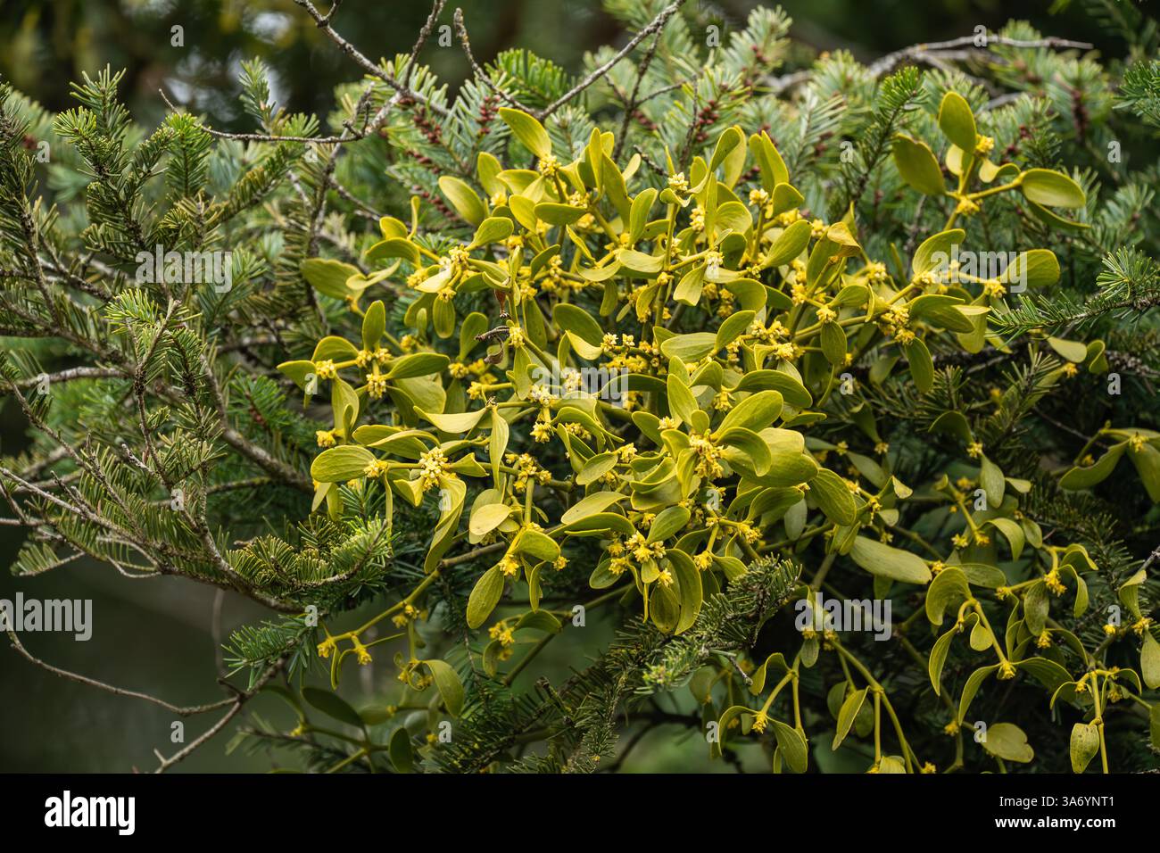 26 March 2025, Baden-Württemberg, Rottweil: White mistletoe growing on ...