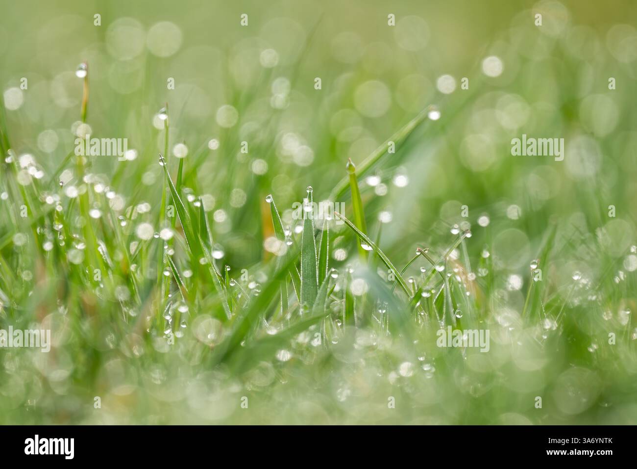 Rottweil, Germany. 26th Mar, 2025. Drops of water hang on blades of ...