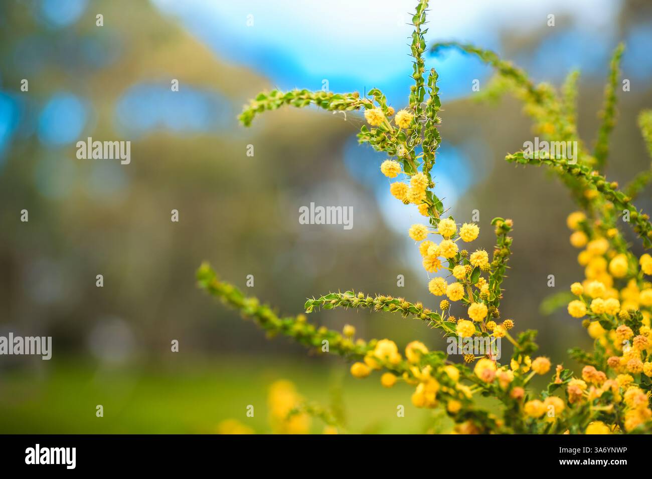 Golden Wattle tree (Acacia pycnantha) blooming during late winter ...