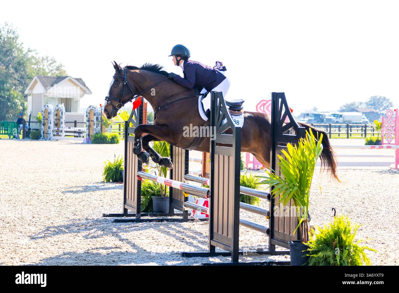 Horse jumping over fence. Showjumping equestrian jockey sportsman Stock Photo - Alamy