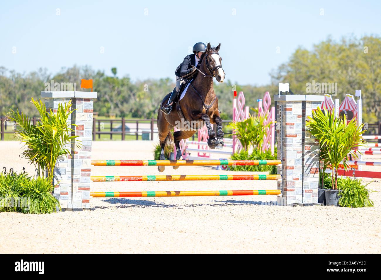 Horse jumping over fence. Showjumping equestrian jockey sportsman Stock Photo - Alamy