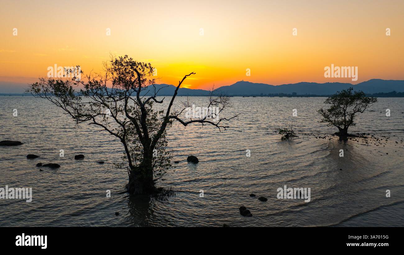 Aerial view of golden sky in sunset above the mangrove trees. Majestic ...