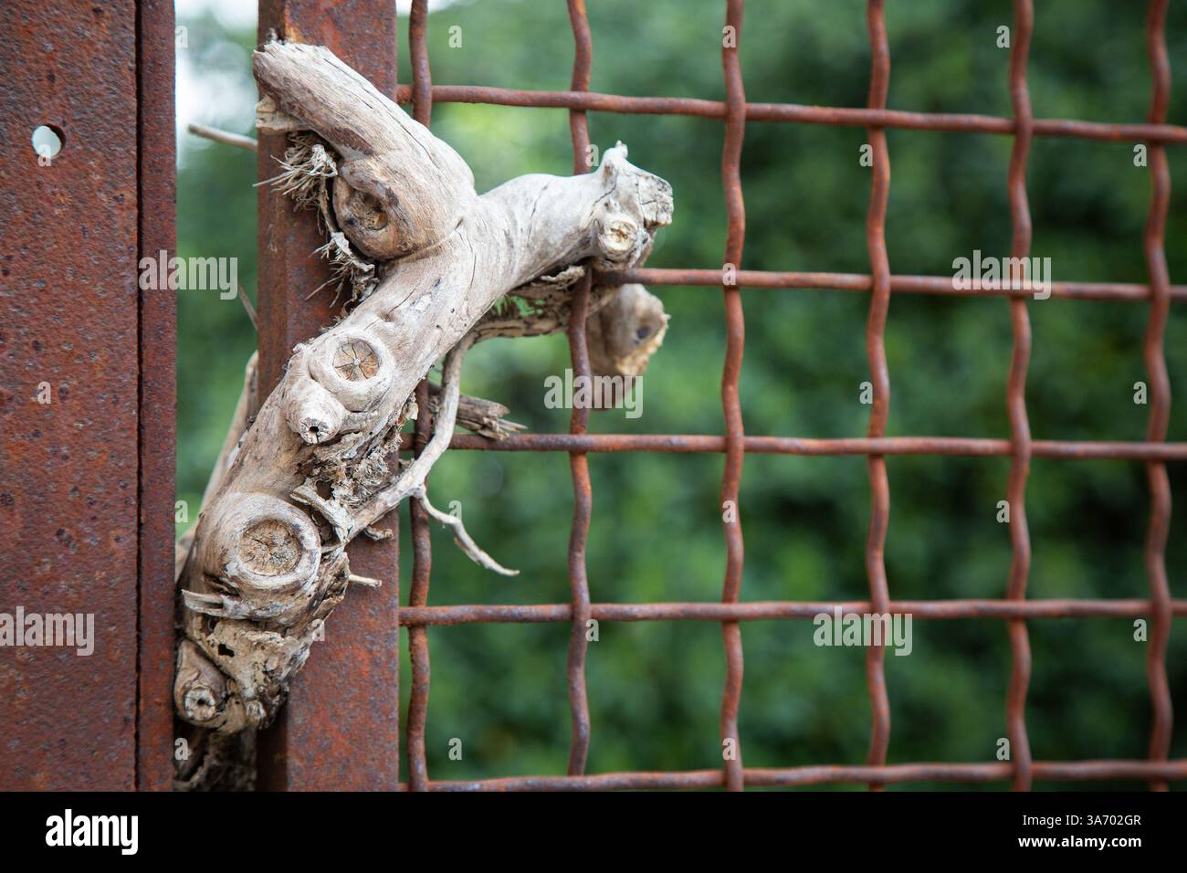 A piece of wood is protruding from an old, rusty metal fence Stock ...
