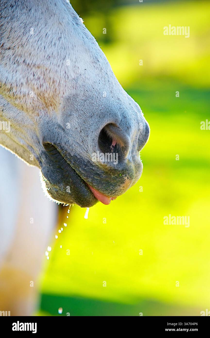 April 15, 2012 - Australia - Close up of white horses nose with tongue ...
