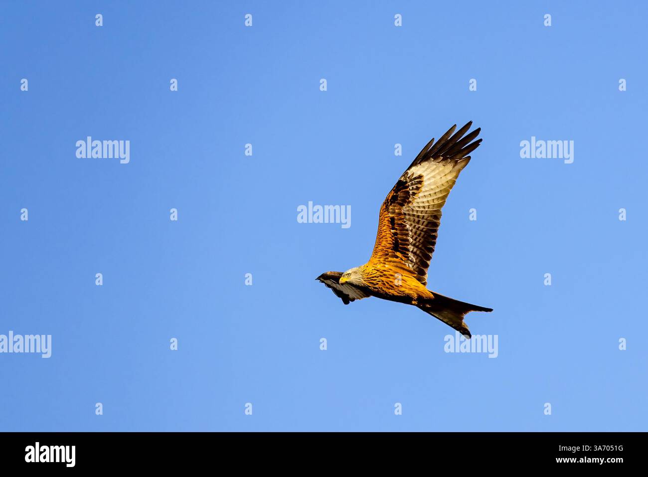 Red kite in flight over Norfolk UK Stock Photo - Alamy
