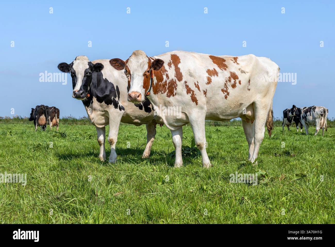 Two dairy cows in a field, side view bicolored red and black and white ...