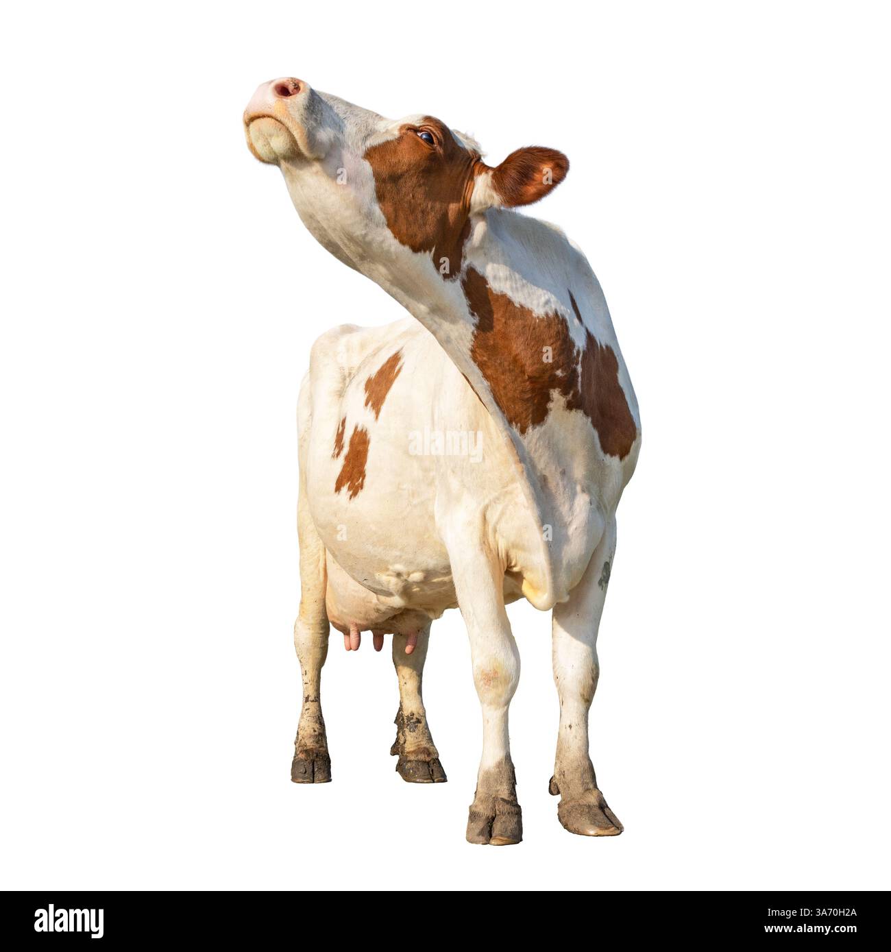 Cut out cow isolated on white, cut out, standing head up, full length ...
