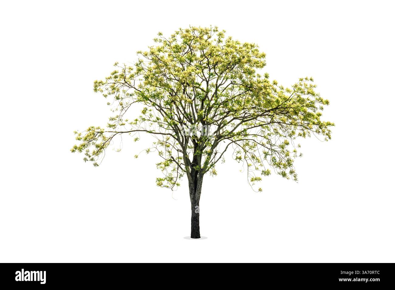 Tree green color isolated on white background Stock Photo - Alamy