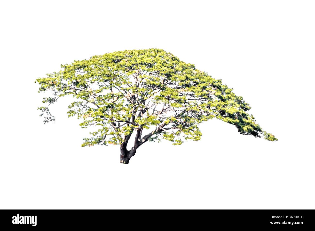 Tree green color isolated on white background Stock Photo - Alamy