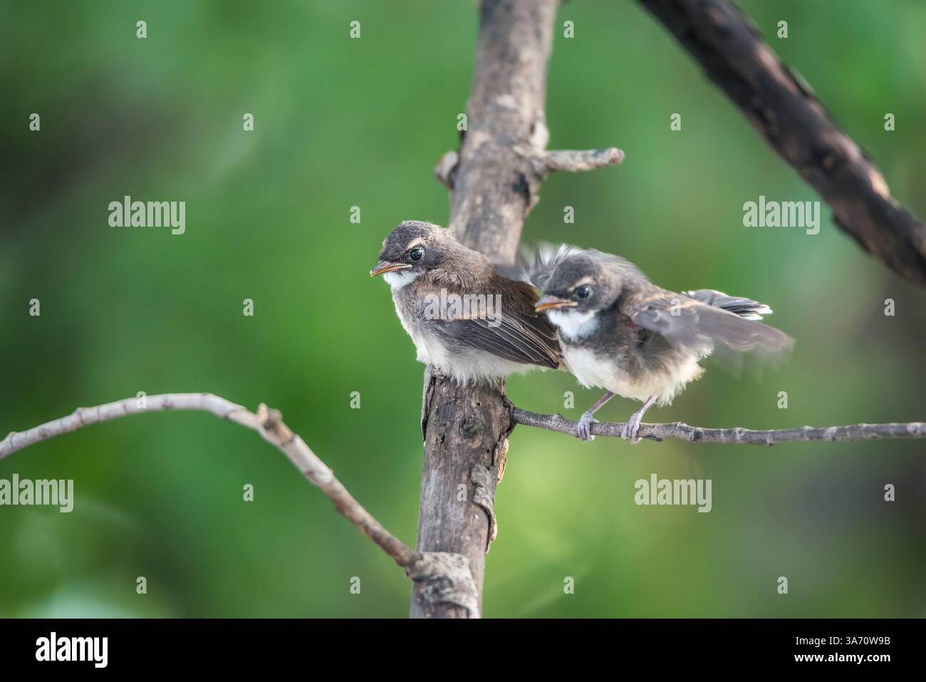 Two birds (Pied Fantail Flycatcher, Rhipidura javanica) black color in ...