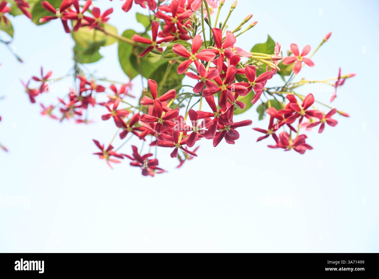 beautiful ragoon creeper flower background,(Madhumalati Vine) Combretum ...