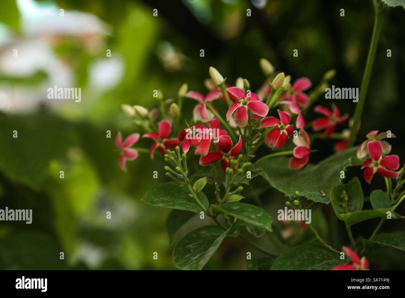beautiful ragoon creeper flower background,(Madhumalati Vine) Combretum ...
