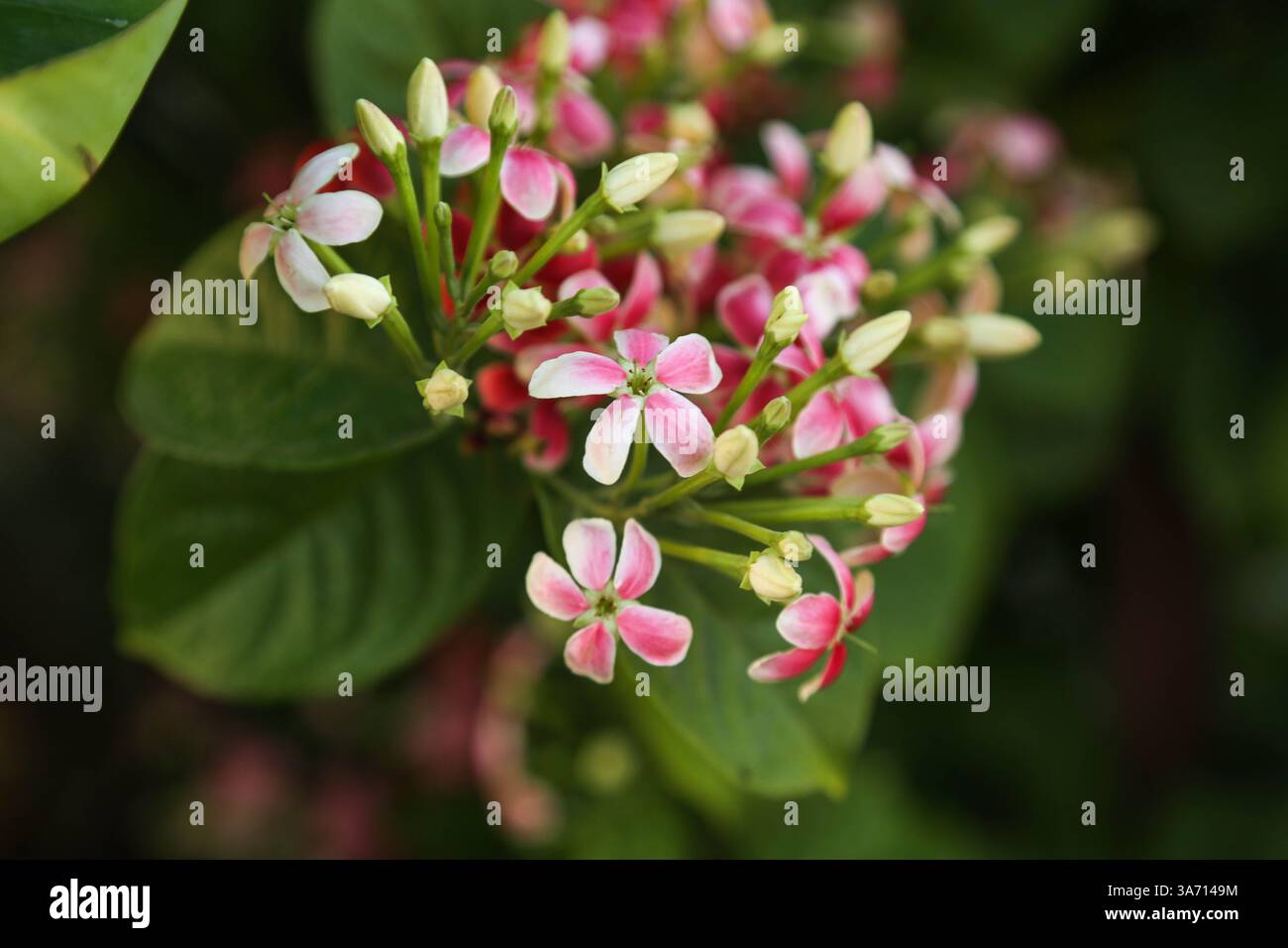 beautiful ragoon creeper flower background,(Madhumalati Vine) Combretum ...