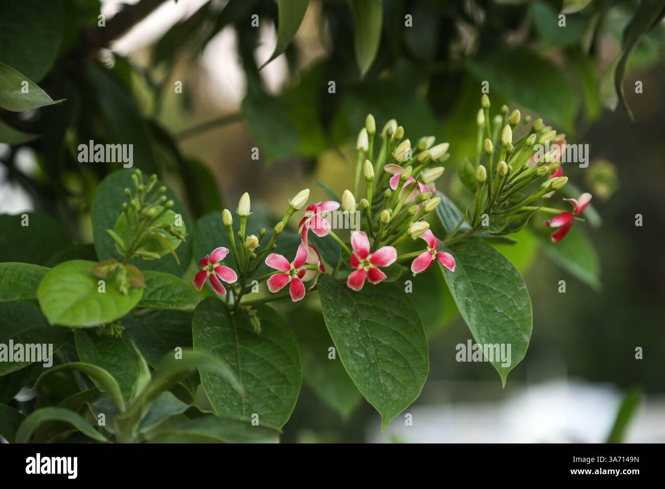 beautiful ragoon creeper flower background,(Madhumalati Vine) Combretum ...