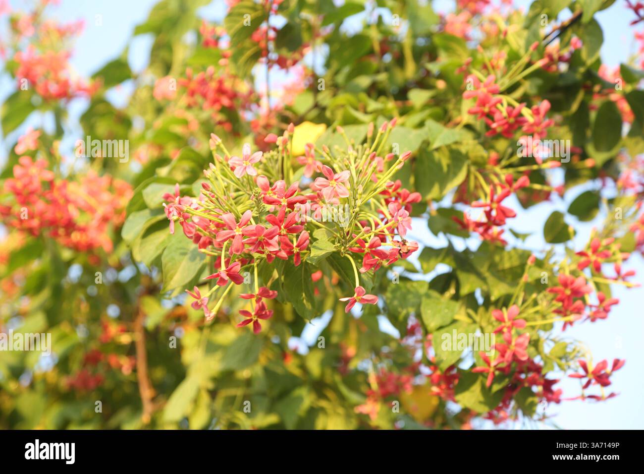 beautiful ragoon creeper flower background,(Madhumalati Vine) Combretum ...