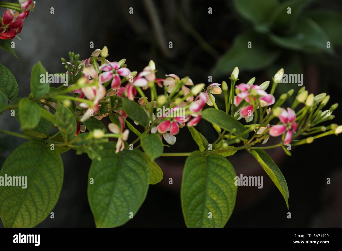 beautiful ragoon creeper flower background,(Madhumalati Vine) Combretum ...