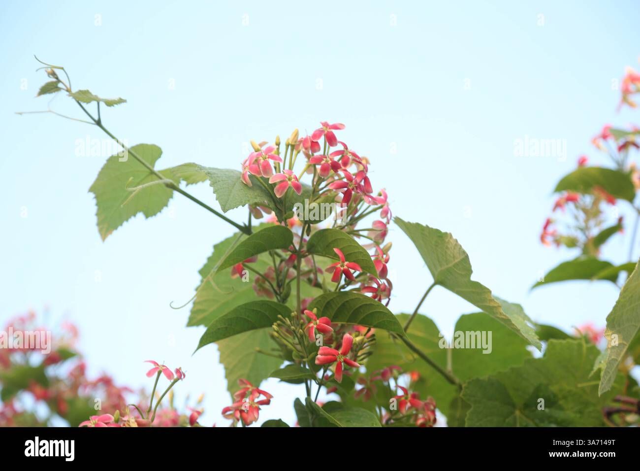 beautiful ragoon creeper flower background,(Madhumalati Vine) Combretum ...