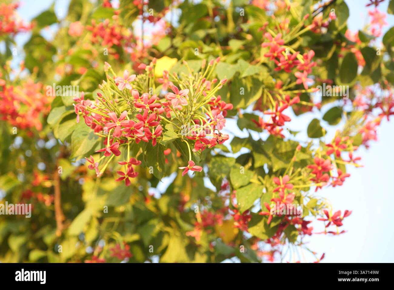 beautiful ragoon creeper flower background,(Madhumalati Vine) Combretum ...