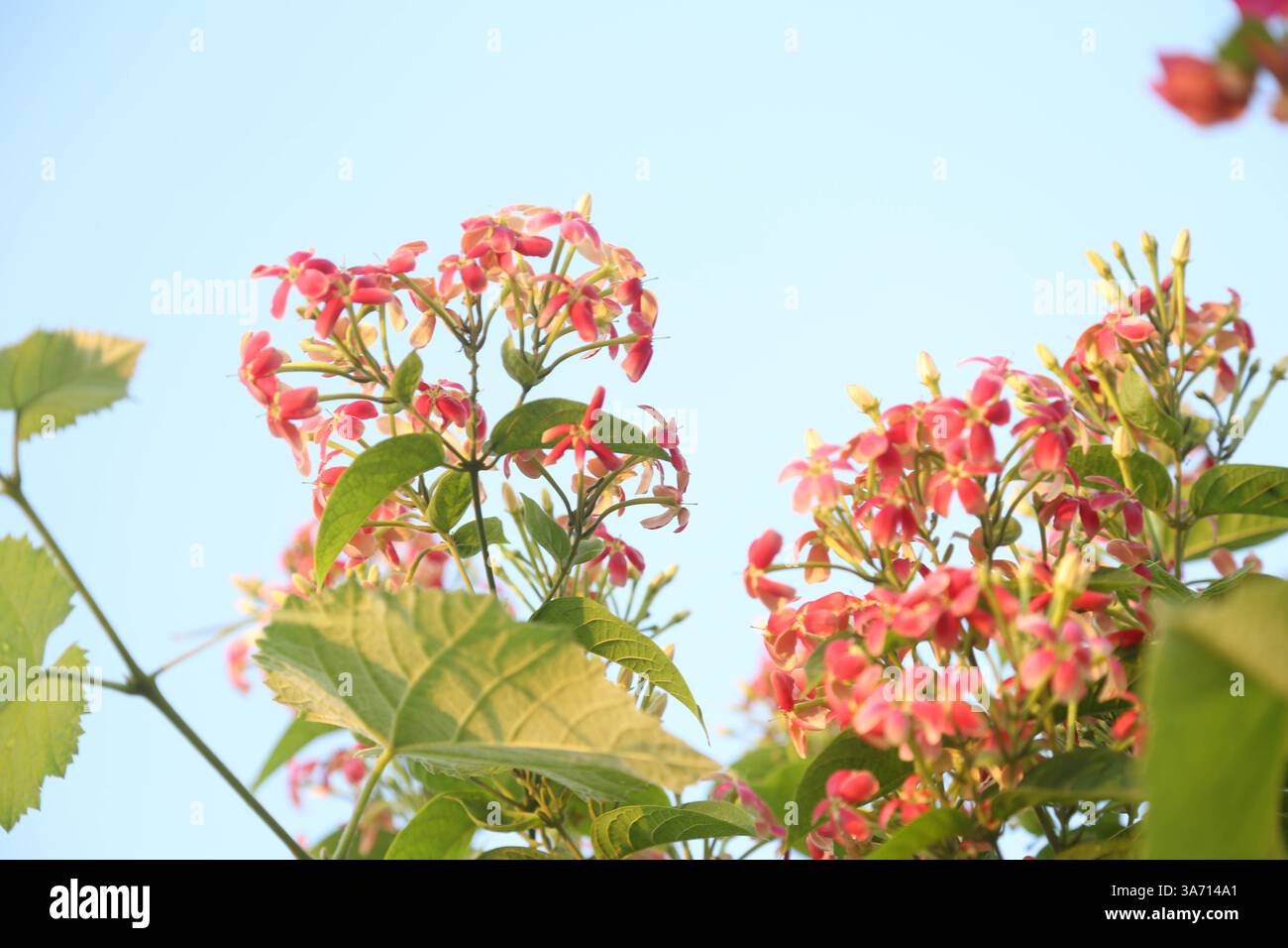 beautiful ragoon creeper flower background,(Madhumalati Vine) Combretum ...