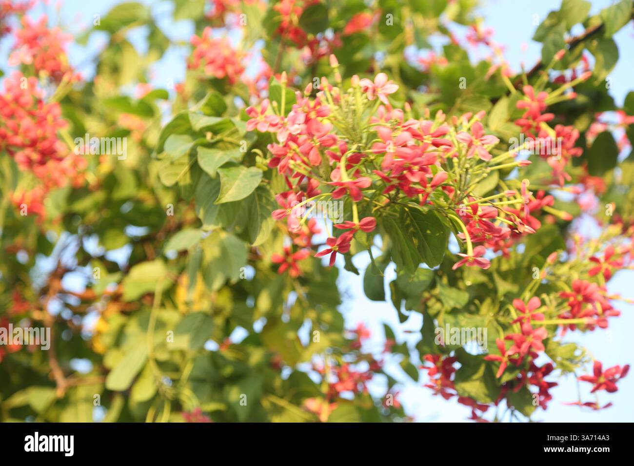 beautiful ragoon creeper flower background,(Madhumalati Vine) Combretum ...