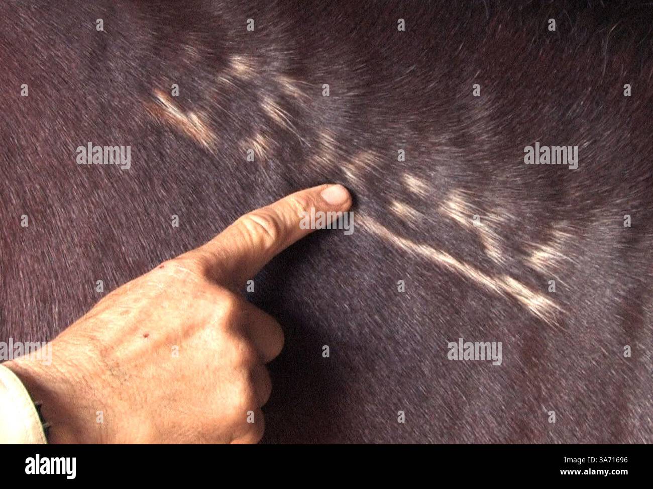 Nov. 26, 2007 - Permanent markings on a mustang, from left, show the ...
