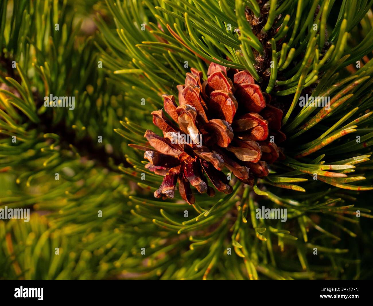Closeup of an alpine pine tree in the triglav national park Stock Photo ...