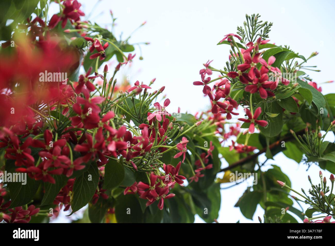 beautiful ragoon creeper flower background,(Madhumalati Vine) Combretum ...
