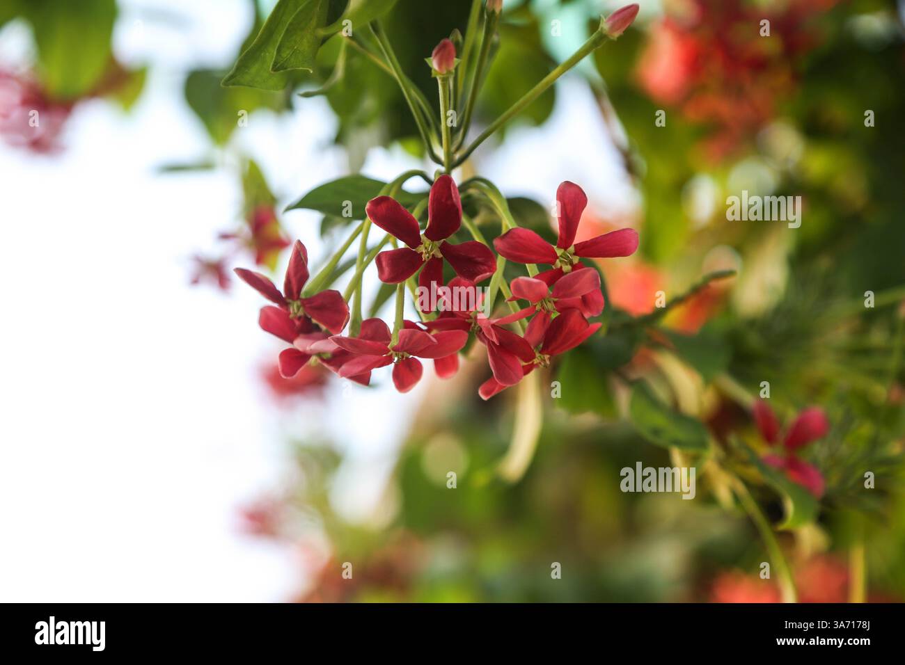 beautiful ragoon creeper flower background,(Madhumalati Vine) Combretum ...