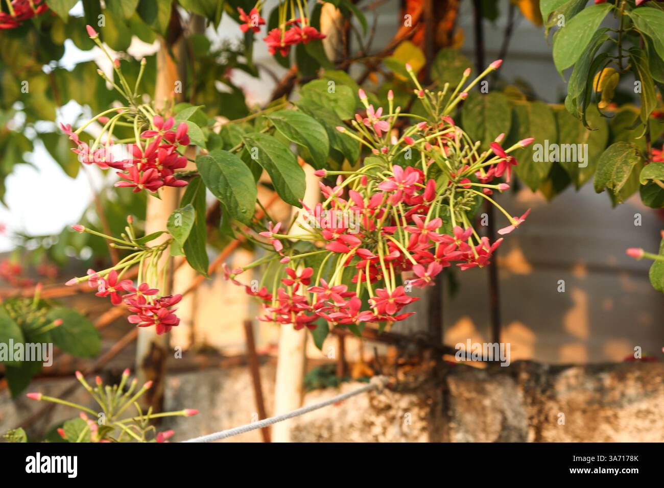 beautiful ragoon creeper flower background,(Madhumalati Vine) Combretum ...