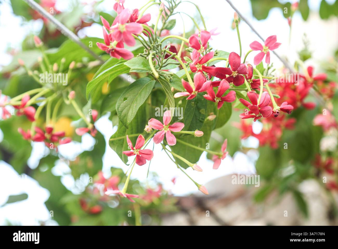 beautiful ragoon creeper flower background,(Madhumalati Vine) Combretum ...
