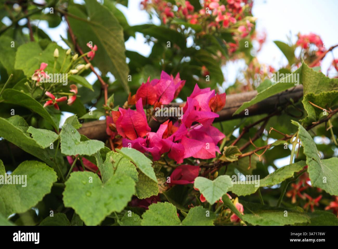 beautiful ragoon creeper flower background,(Madhumalati Vine) Combretum ...