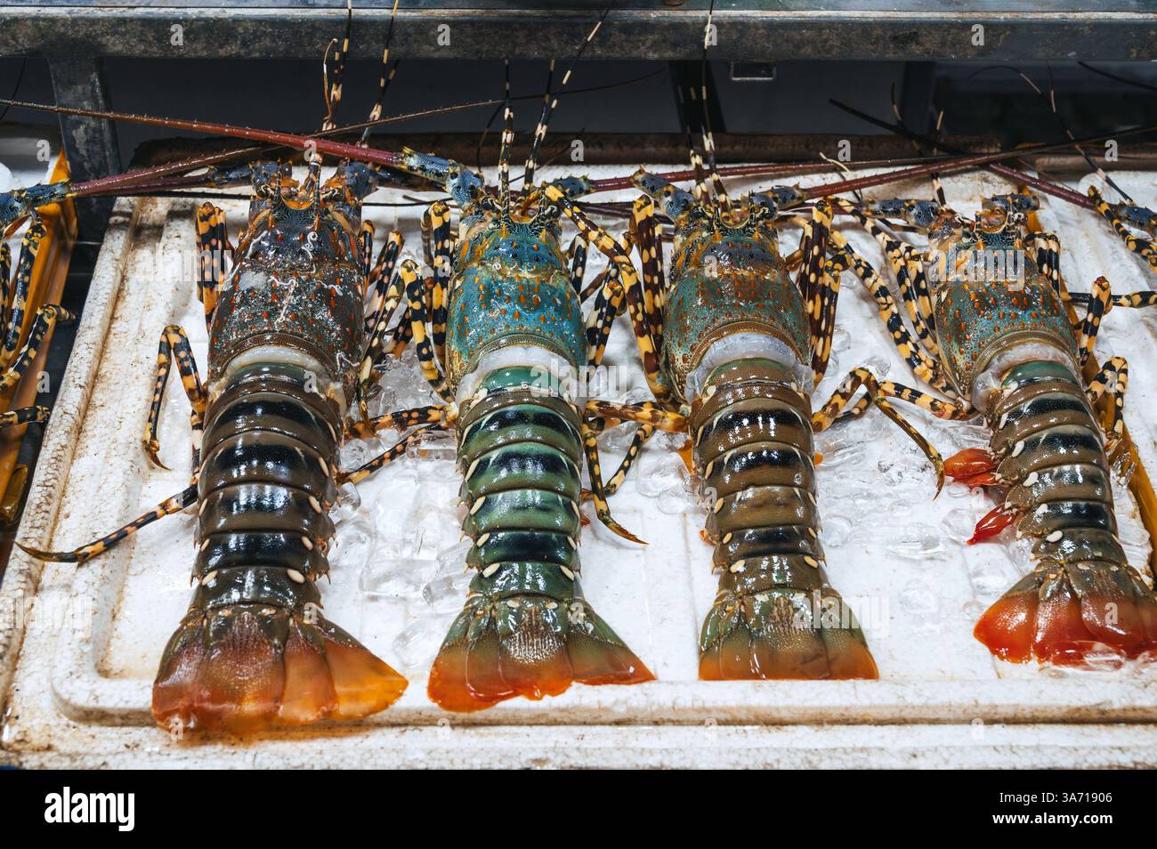 live fresh lobsters on the counter at the Asian night market in Vietnam ...