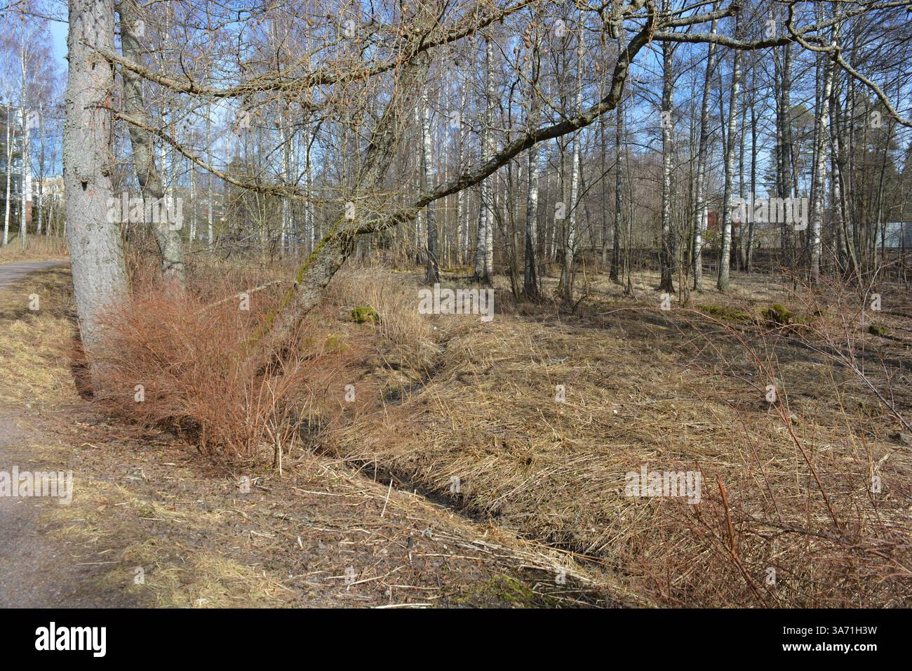 Beautiful, unusual nature, spring sun rays. Wide trampled paths, roads ...