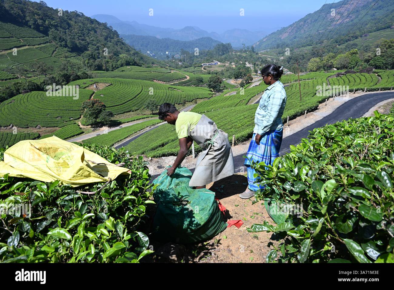 Tea pluckers harvesting tea leaves in a tea plantation in Idukki Kerala ...