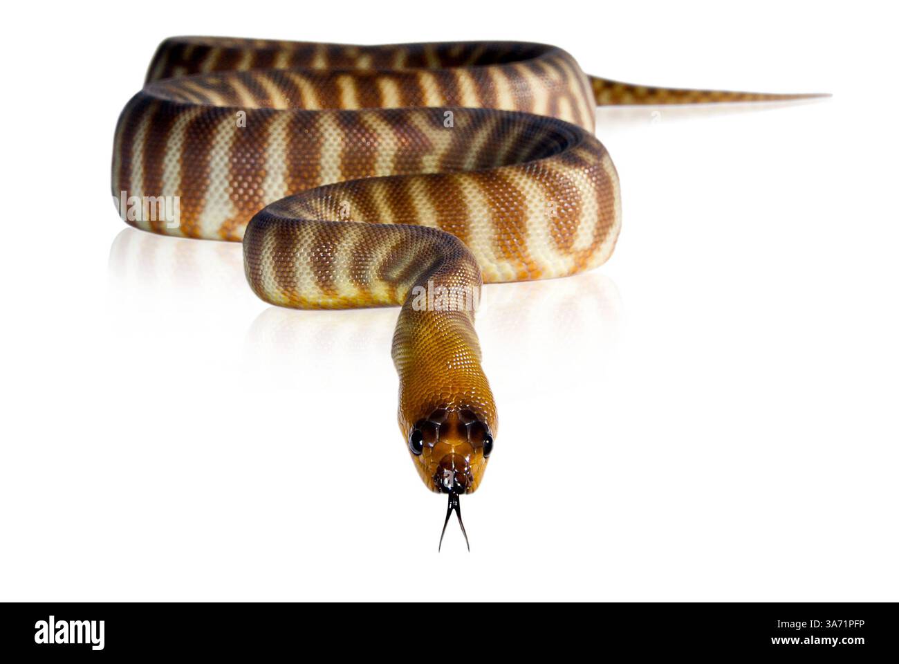 May 21, 2008 - Australia - Woma Python (Aspidites ramsayi), Uluru ...