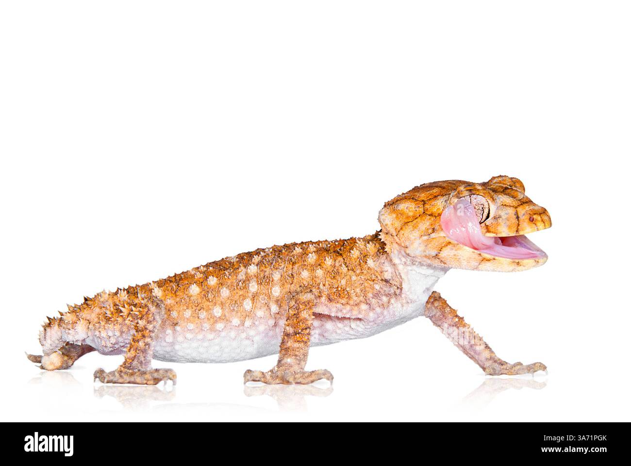May 21, 2008 - Australia - Centralian Rough Knobtail Gecko (Nephrurus ...