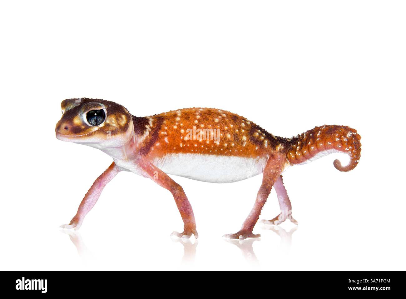 Wildlife side view display Cut Out Stock Images & Pictures - Alamy