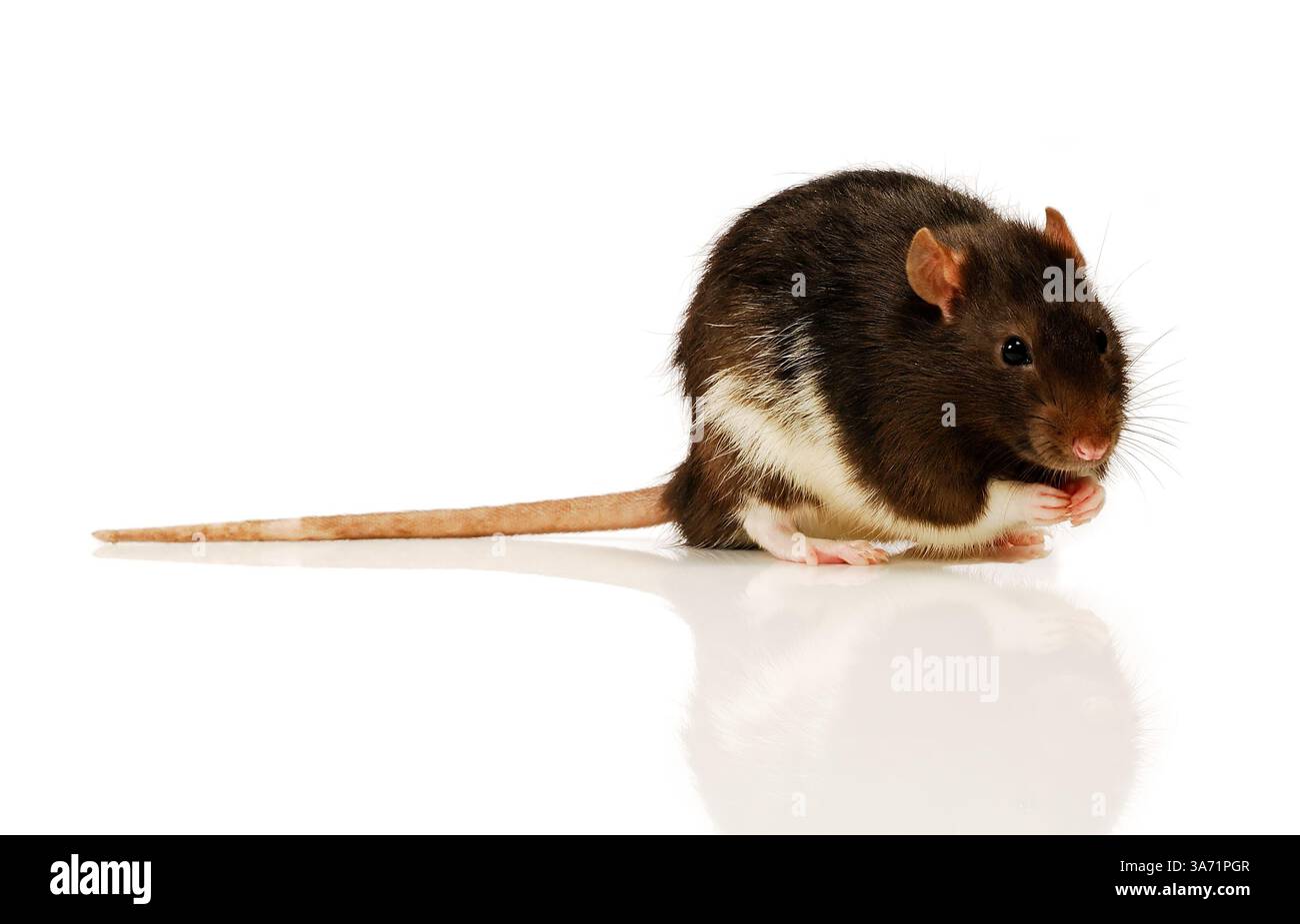 July 27, 2009 - Australia - Adult brown and white rat on a white ...