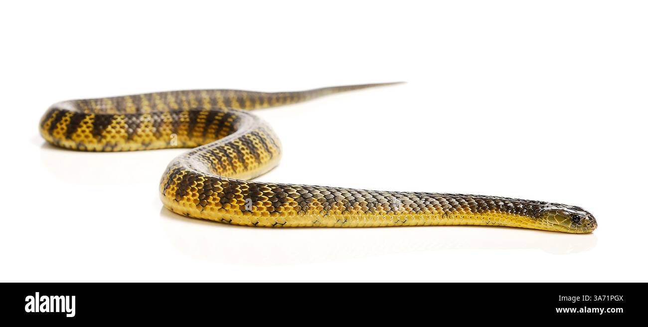 Australian native snake Cut Out Stock Images & Pictures - Alamy