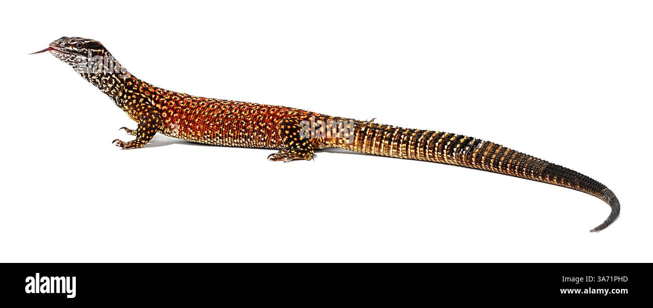 Ridge tail monitor hi-res stock photography and images - Alamy