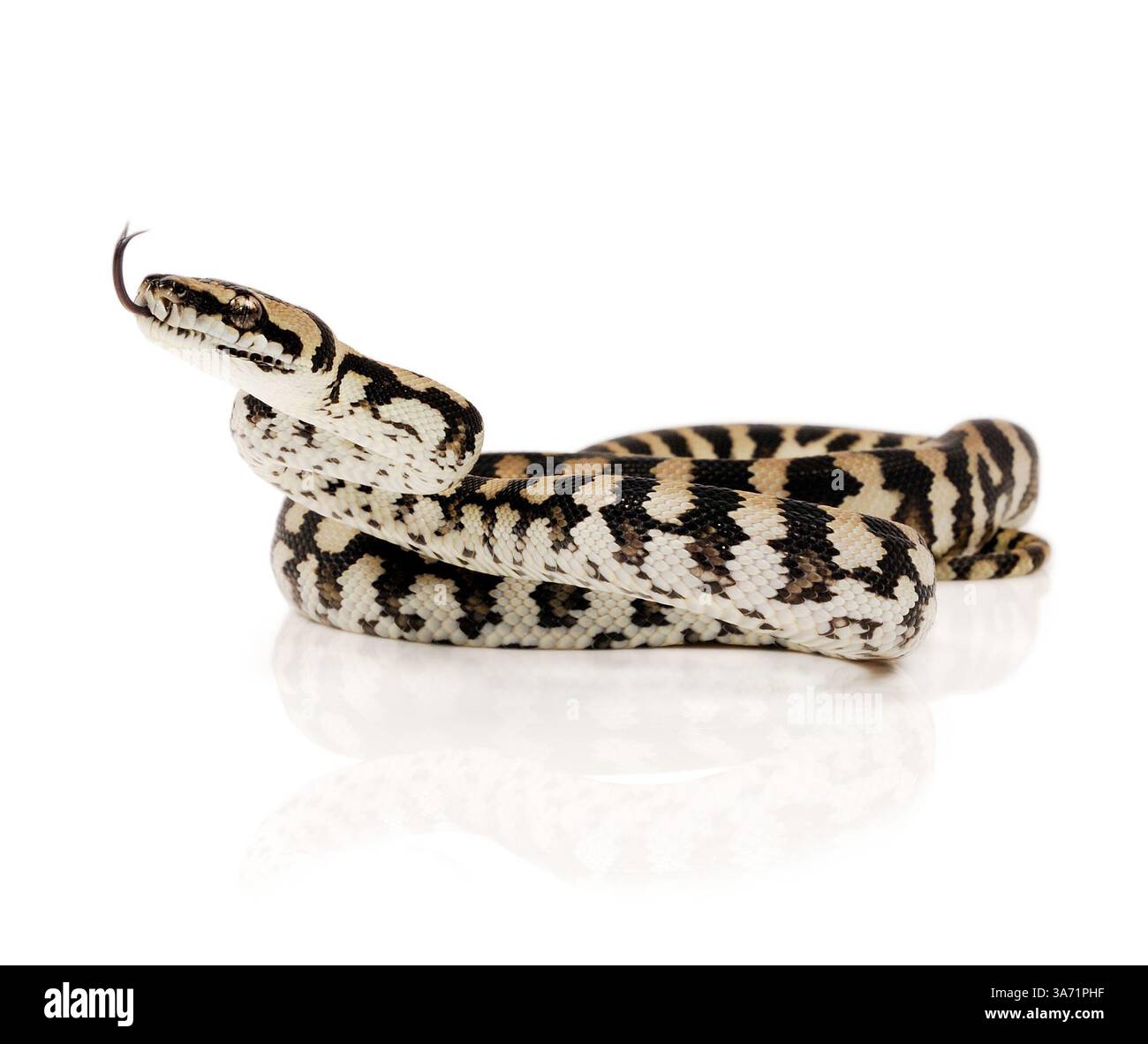 July 27, 2009 - Australia - Julatten Jungle Python (Morelia spilota ...