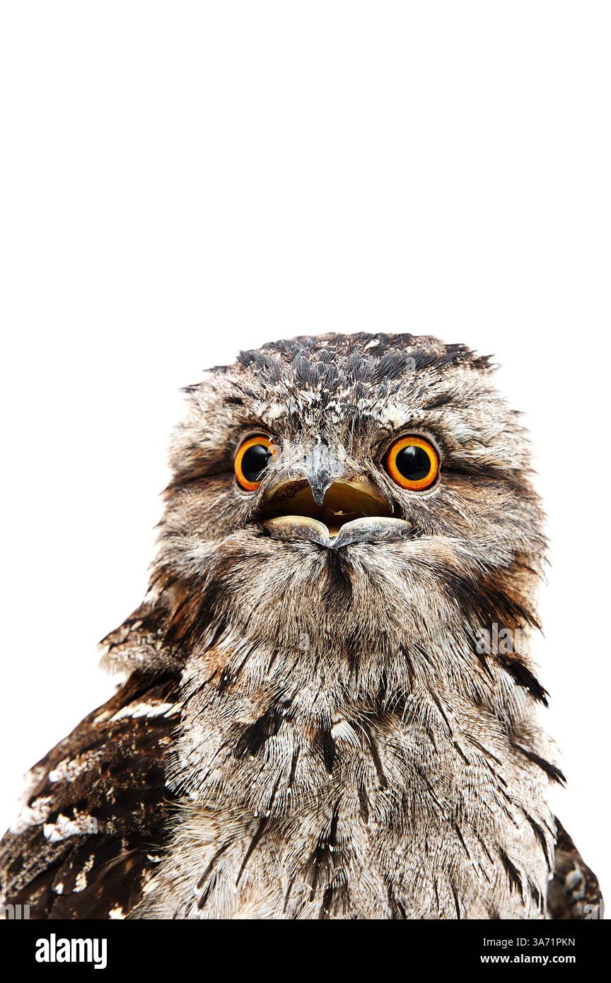 March 10, 2012 - Australia - The tawny frogmouth (Podargus strigoides ...