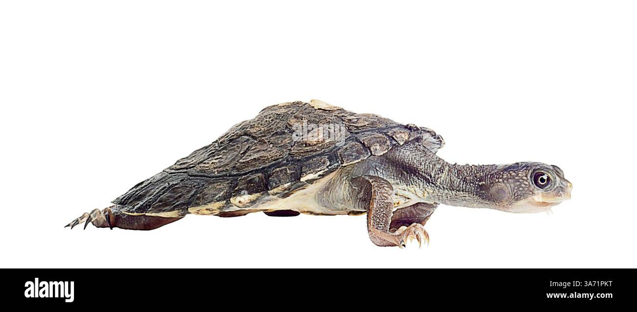 March 2, 2013 - Australia - The Mary River Turtle (Elusor macrurus) is ...