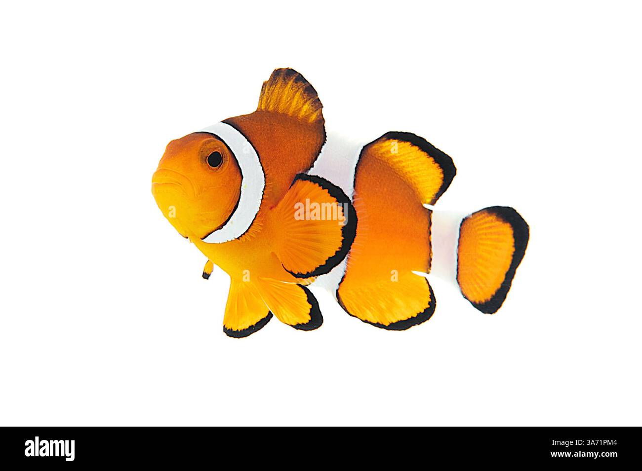 Australian native fish wildlife Cut Out Stock Images & Pictures - Alamy