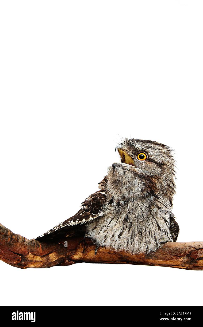 March 10, 2012 - Australia - The tawny frogmouth (Podargus strigoides ...