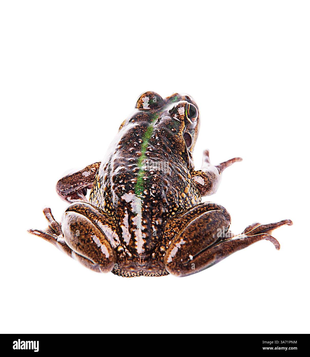 April 1, 2013 - Australia - The Growling Grass Frog (Litoria raniformis ...
