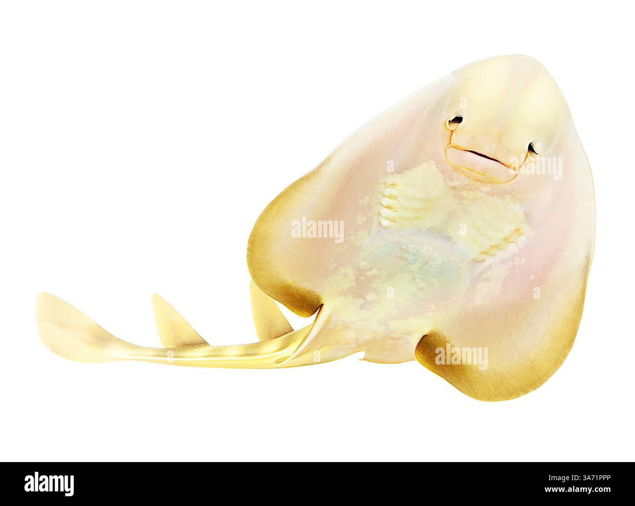 April 1, 2013 - Australia - The fiddler rays or banjo sharks are found ...