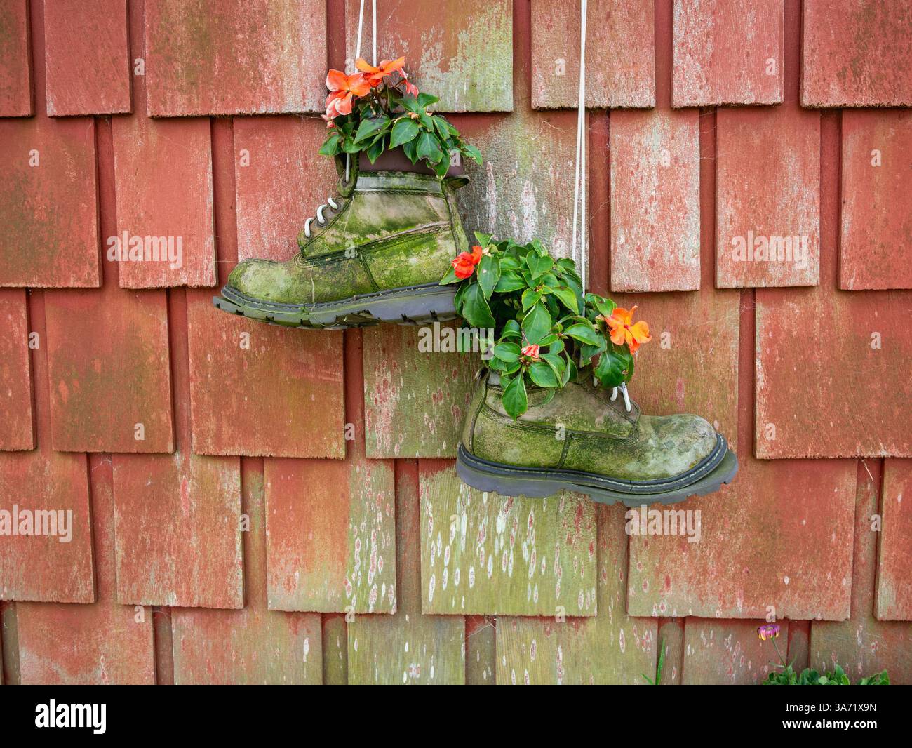 An old pair of work boots hang on a wall and are used as plant pots in ...