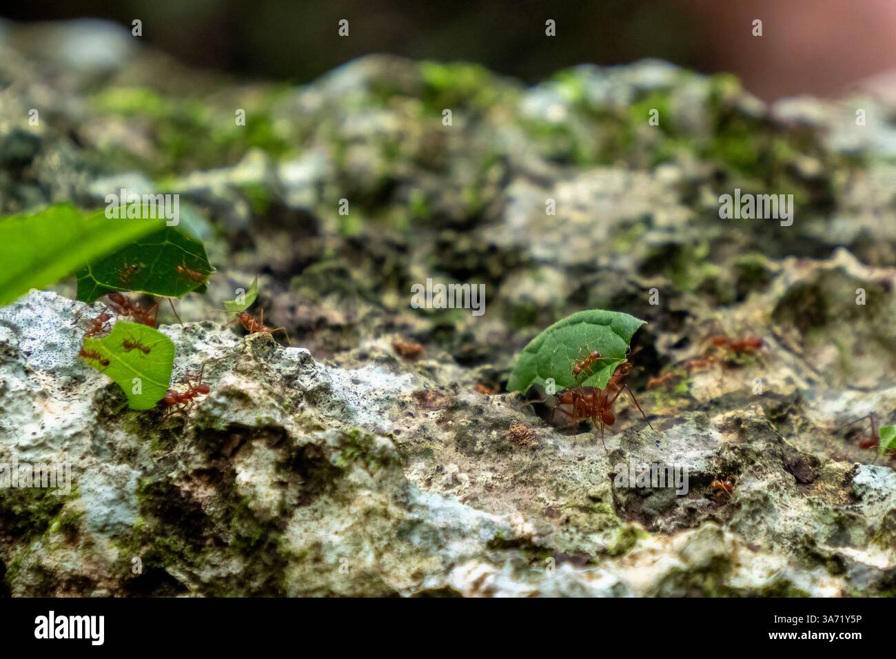 Close up of leaf cutter ants in yucatan rainforest mexico Stock Photo ...
